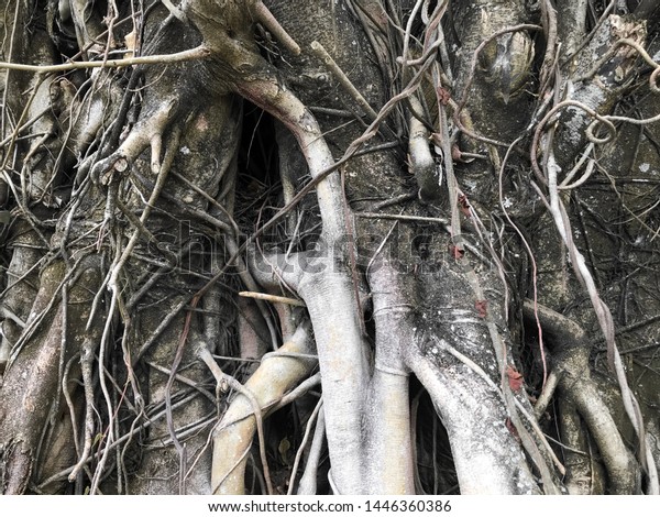 Tree Root Texture Background Banyan Tree Stock Photo 1446360386 ...
