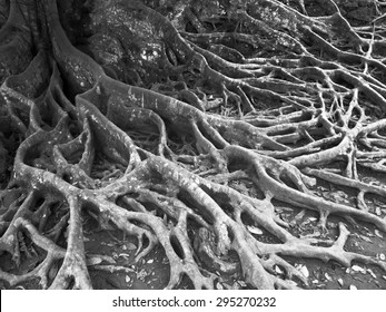 Tree Root Texture Black White Stock Photo 295270232 | Shutterstock