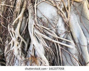 Tree Root Textures Nature Tree Stock Photo (Edit Now) 1412377058