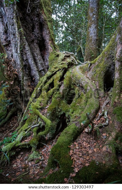 Tree Root Waterfall Stock Photo 129303497 | Shutterstock