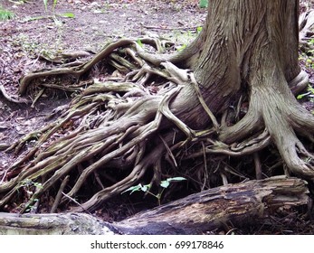 8,044 Old oak tree roots Stock Photos, Images & Photography | Shutterstock