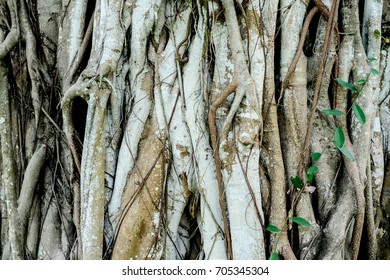 154 Interwoven Tree Roots Images, Stock Photos & Vectors | Shutterstock