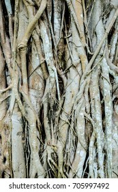 154 Interwoven Tree Roots Images, Stock Photos & Vectors | Shutterstock