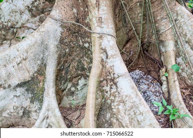 154 Interwoven Tree Roots Images, Stock Photos & Vectors | Shutterstock
