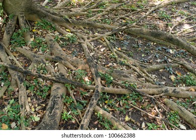 Tree Roots Green Grass Field Park Stock Photo 610643966 | Shutterstock
