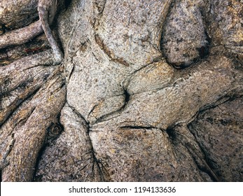 Tree Roots Background Texture Stock Photo 1194133636 | Shutterstock