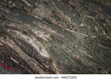 Tree Roots Background Texture Stock Photo 444272293 | Shutterstock