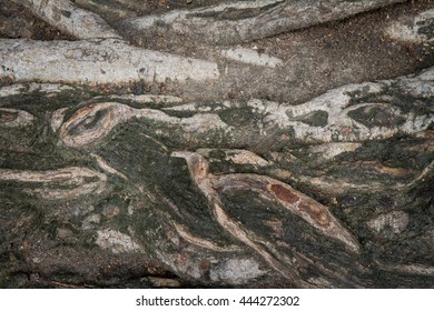 Tree Roots Background Texture Stock Photo 444272302 | Shutterstock