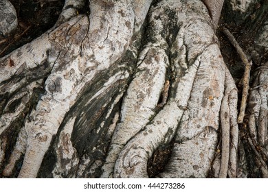 Tree Roots Background Texture Stock Photo 444273286 | Shutterstock