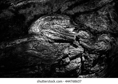 Tree Roots Background Texture Stock Photo 444768637 | Shutterstock