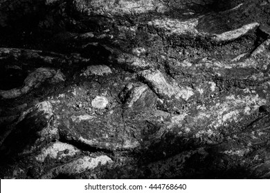 Tree Roots Background Texture Stock Photo 444768640 | Shutterstock