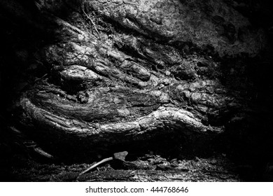 Tree Roots Background Texture Stock Photo 444768646 | Shutterstock