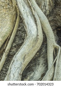 Tree Roots Close Background Texture Stock Photo 702014323 | Shutterstock