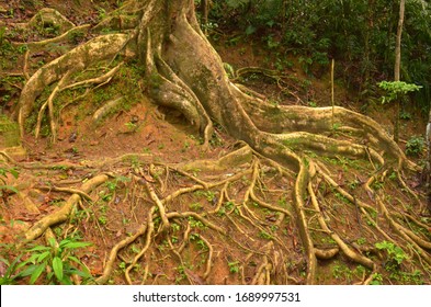 Tree Roots Complex Web Tentacles Reaching Stock Photo 1689997531 ...