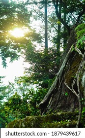 266 Dangling tree trunk Images, Stock Photos & Vectors | Shutterstock