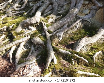 154 Interwoven Tree Roots Images, Stock Photos & Vectors | Shutterstock