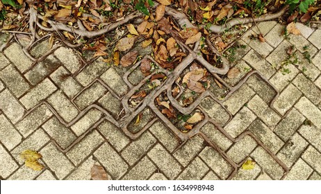 19,307 Tree root roots ground closeup Images, Stock Photos & Vectors ...