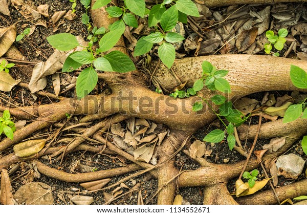 Tree Roots Lighting Shadow On Noon Stock Photo 1134552671 | Shutterstock