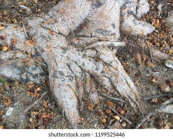 Tree Roots Texture Stock Photo 1199525446 | Shutterstock