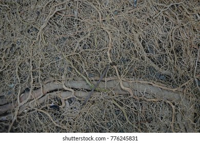 Tree Roots Texture Stock Photo 776245831 | Shutterstock