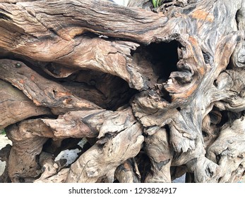 Tree Roots Roots Texture Background Stock Photo 1293824917 | Shutterstock