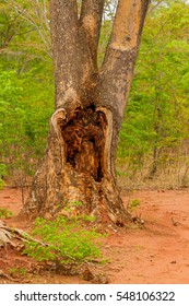 Tree Rotten Core Stock Photo 548106322 | Shutterstock