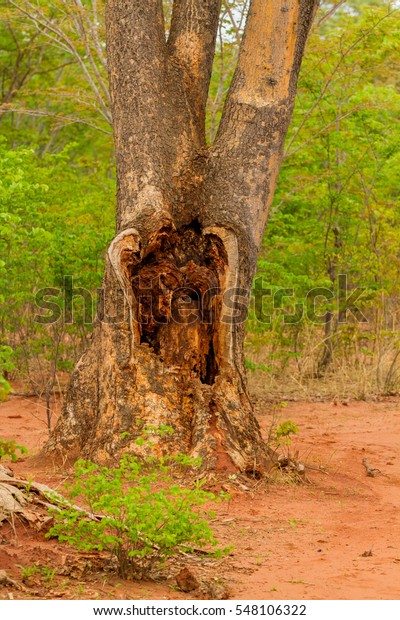 Tree Rotten Core Stock Photo 548106322 | Shutterstock