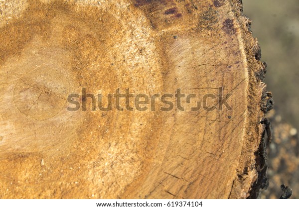 Tree Round Trunk Background Texture Stock Photo 619374104 | Shutterstock