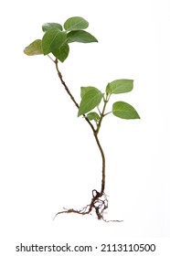 Tree Sapling Seedling Visible Root Against Stock Photo 2113110500 ...