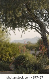 Tree Scene Stock Photo 877427 | Shutterstock