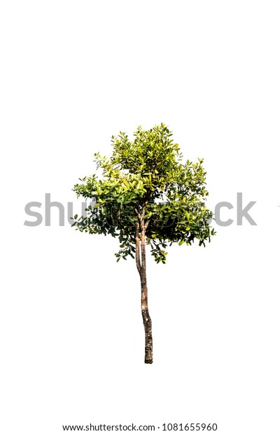 Tree Separate White Background Stock Photo 1081655960 | Shutterstock