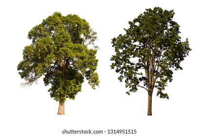 113 Big two mango trees Images, Stock Photos & Vectors | Shutterstock