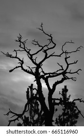 27,359 Spooky tree leaves Images, Stock Photos & Vectors | Shutterstock