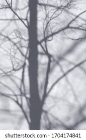 Tree Shadow Background On White Concrete Stock Photo 1704174841 ...