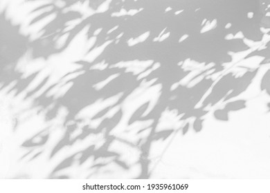 Tree Shadow Light Leaves Tree Trunk Stock Photo 1935961069 | Shutterstock