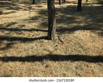 Tree Shadow Pine Forest Stock Photo 2167130189 | Shutterstock
