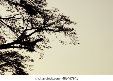 Tree Shadow Sunset Stock Photo (Edit Now) 486467941
