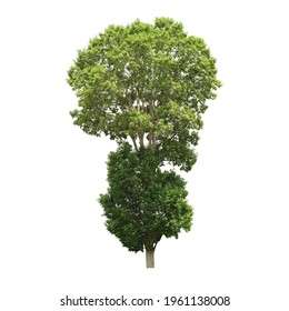 Tree Side View Isolated On White Stock Photo 1961138008 | Shutterstock