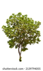 Tree Side View Isolated On White Stock Photo 2139794055 | Shutterstock