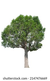 Tree Side View Isolated On White Stock Photo 2147476669 | Shutterstock