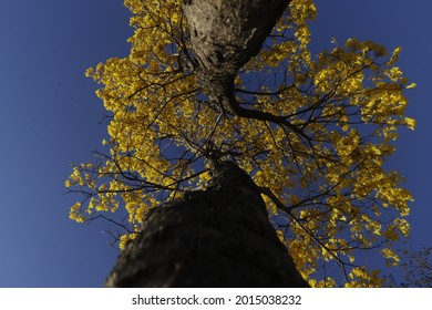 820 30 Meter Tree Images, Stock Photos & Vectors | Shutterstock