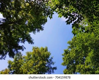 Tree Sky Stock Photo 704159878 | Shutterstock