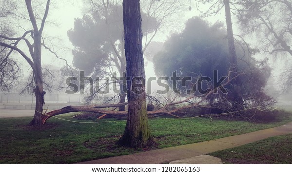 Tree Split Half Stock Photo 1282065163 | Shutterstock