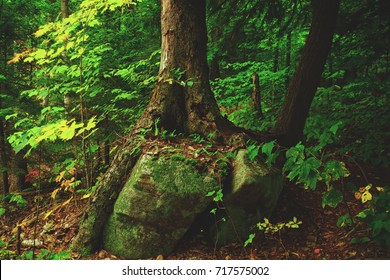 Tree Splitting Boulder Stock Photo 717575002 | Shutterstock