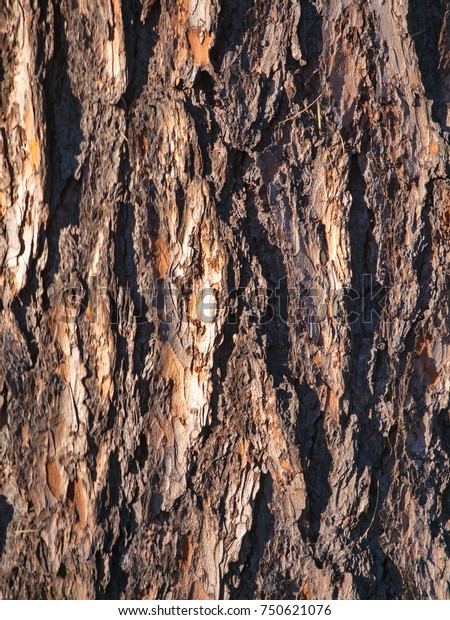 Tree Stem Background Stock Photo 750621076 | Shutterstock