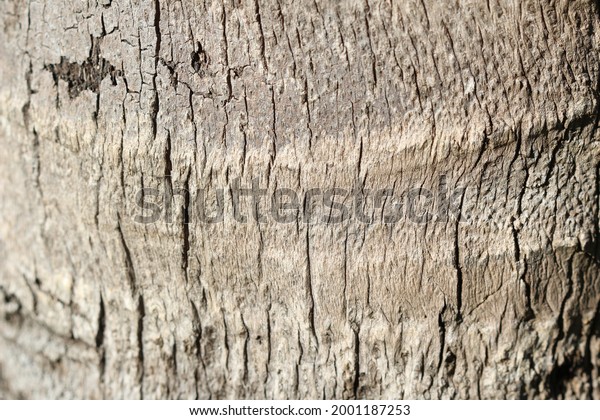 Tree Stem Texture Backdrop Stock Photo 2001187253 | Shutterstock