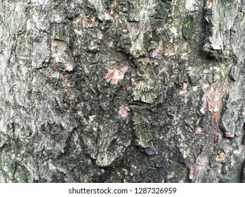 Tree Stem Texture Background Stock Photo 1287326959 | Shutterstock