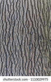 Tree Structured Skin Stock Photo 1110029975 | Shutterstock