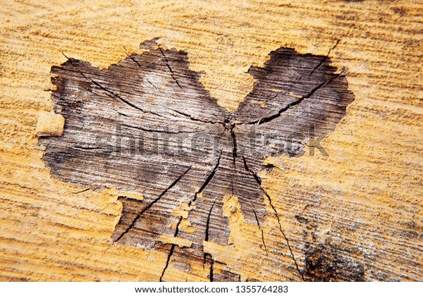 Tree Stub Background Stock Photo 1355764283 | Shutterstock