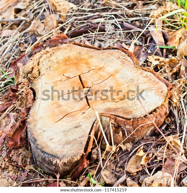 Tree Stub Deforestation Stock Photo 117415219 | Shutterstock